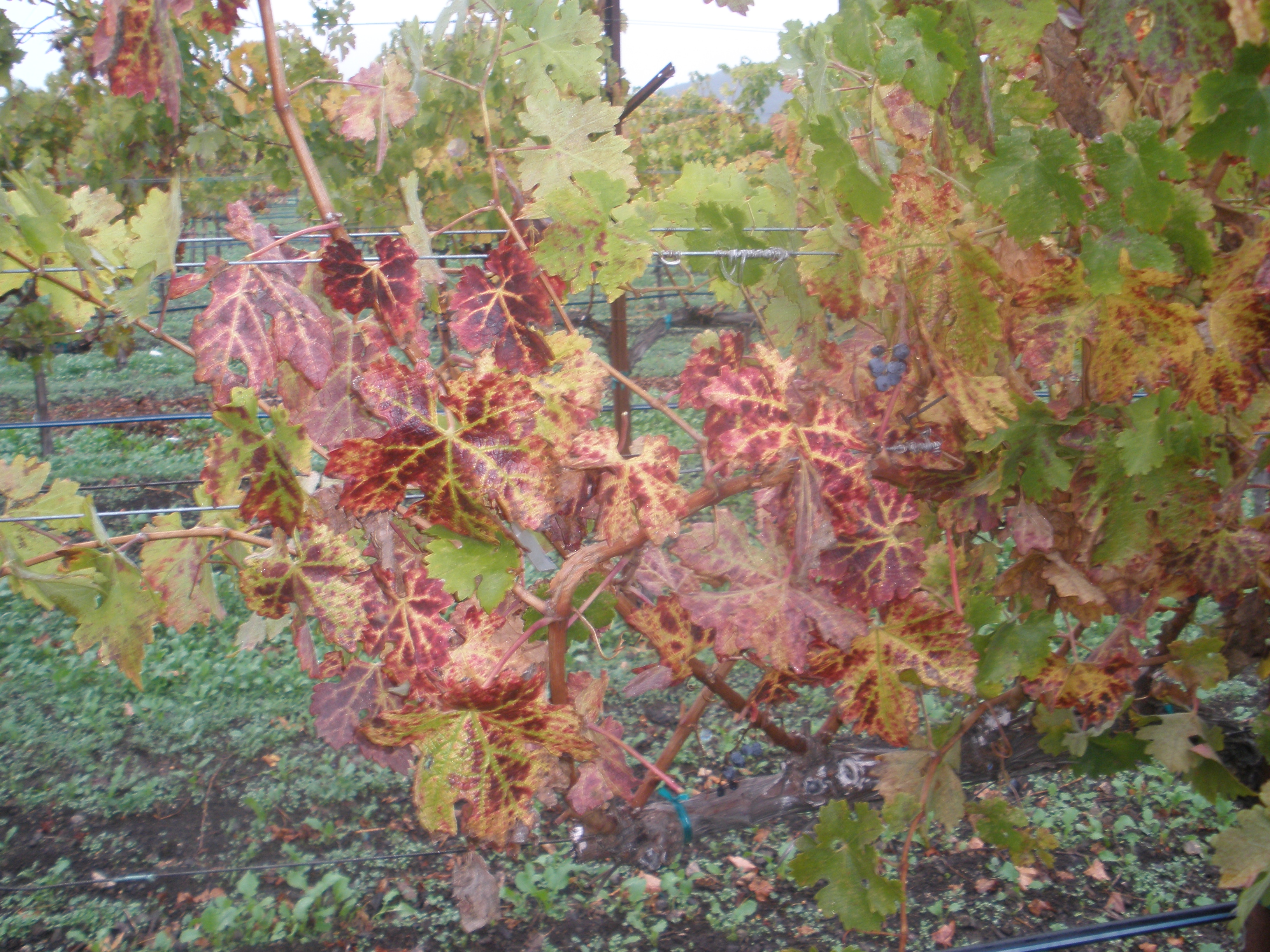 Hemp and Hop Diseases – AL&L Crop Solutions