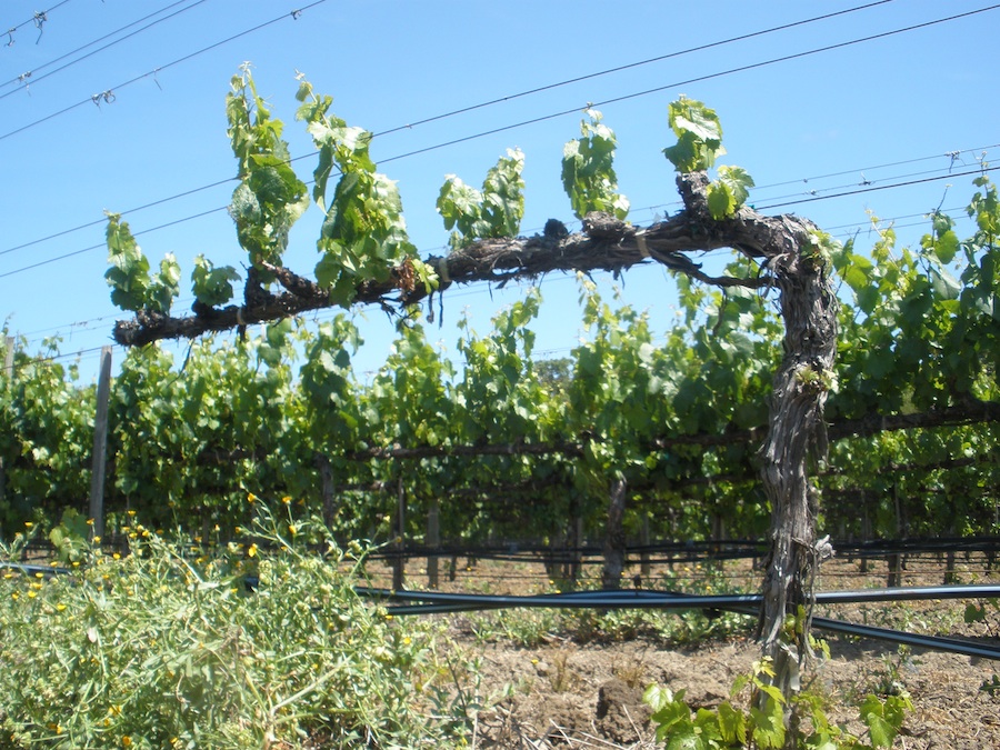 Seasonal Grapevine Symptoms – AL&L Crop Solutions