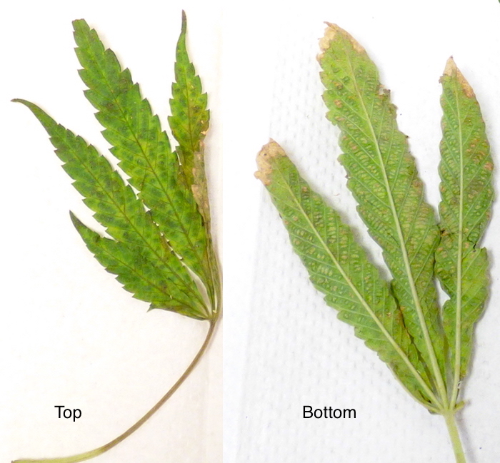 Hemp and Hop Diseases – AL&L Crop Solutions